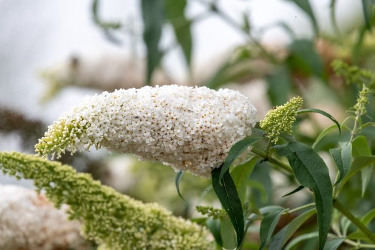 Grow Buddleja For Pollinators, But Beware - It Can Be Invasive ...