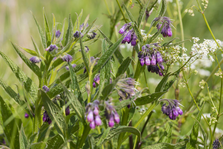 Comfrey Can Be Propagated By Seed, But Make Sure You Choose A Non ...