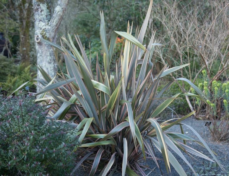 Growing New Zealand Flax: 'Just Remember To Give It Space To Do Its ...