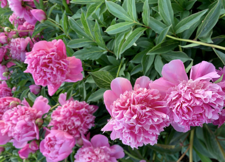 You Should Plant Bare Root Peonies In Late Autumn Say Experts - Here ...