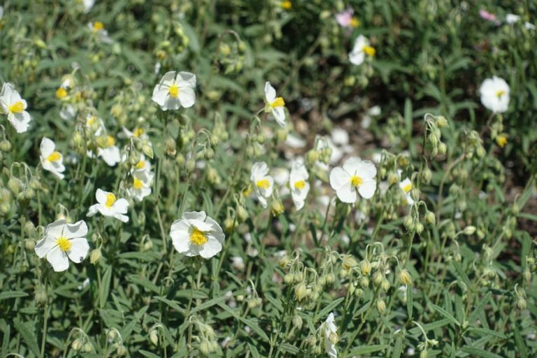 27 Helianthemum 'Rock Rose' Varieties Including Endangered Ones At Risk ...