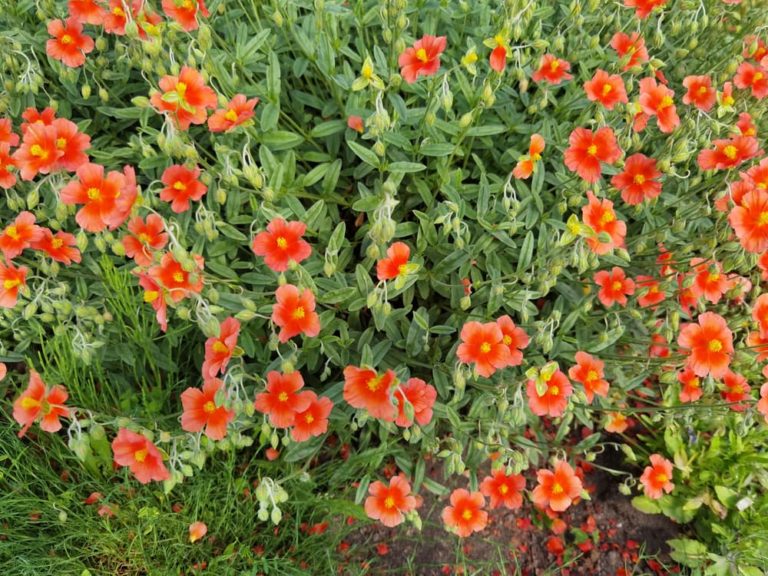 Growing Helianthemum 'Rock Rose' In Floral Designs, Groundcover Or Low ...