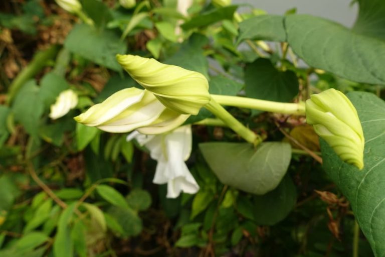 How To Grow Ipomoea Alba 'Moonflower' | Horticulture.co.uk