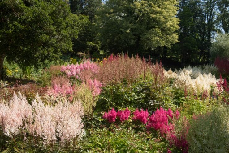 10 Perfect Astilbe Varieties For The Garden | Horticulture.co.uk
