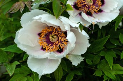 Tree Peonies Look Phenomenal At The Rear Of A Border: This Is How You ...