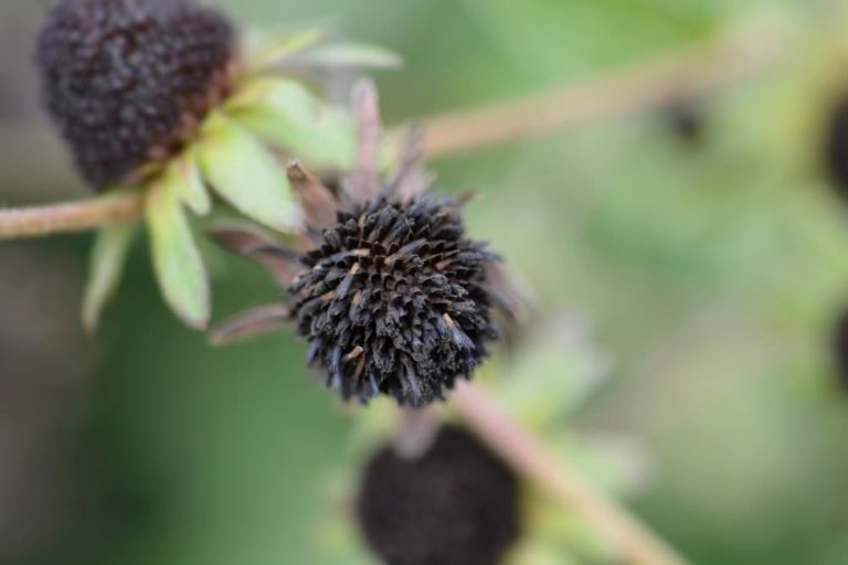 How To Grow Rudbeckia From Seed | Horticulture.co.uk
