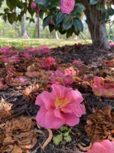 How (And Should You) Deadhead Azaleas | Horticulture.co.uk