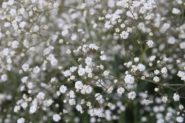 11 Ornate Gypsophila Varieties Including Florist’s Gyp - 'This Genus ...