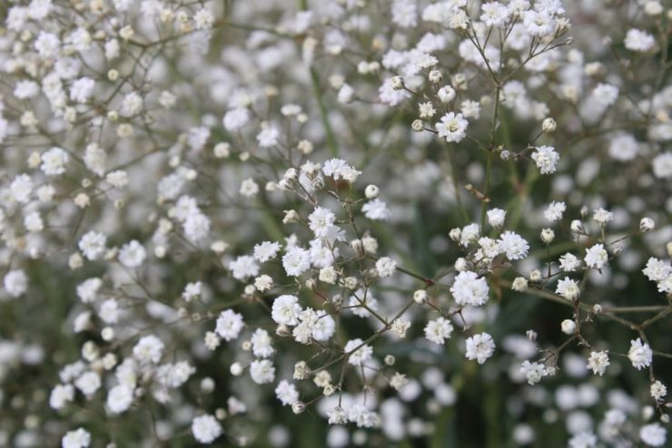 11 Ornate Gypsophila Varieties Including Florist’s Gyp - 'This Genus ...