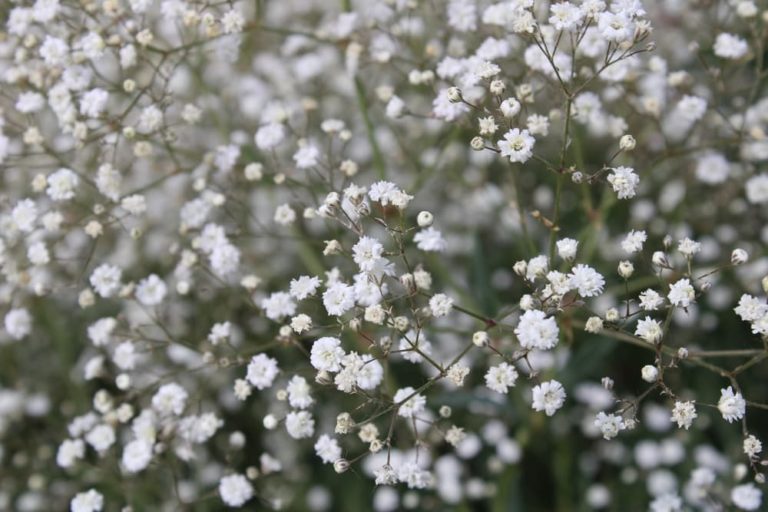 11 Ornate Gypsophila Varieties Including Florist’s Gyp - 'This Genus ...