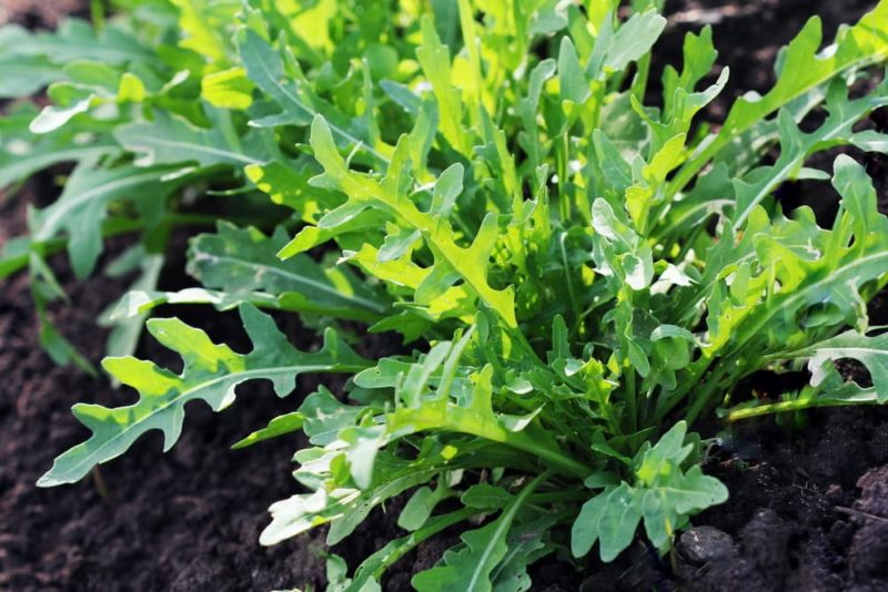 8 Salad And Wild Rocket (Arugula) Varieties: From The Garden To The ...