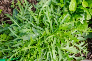 How To Grow Rocket In Your Garden | Horticulture.co.uk