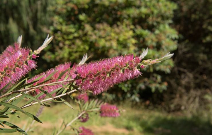 9 Varieties From The Diverse Callistemon Genus You Should Consider ...