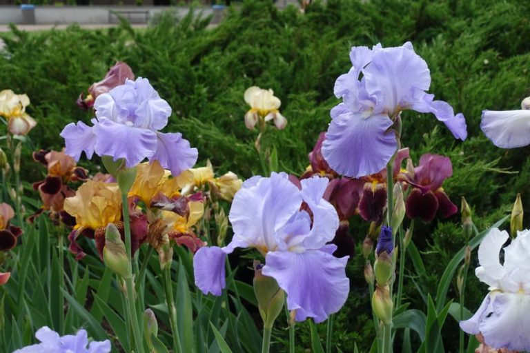 10 Fascinating Bearded Iris Varieties With Some Lovely Colour ...