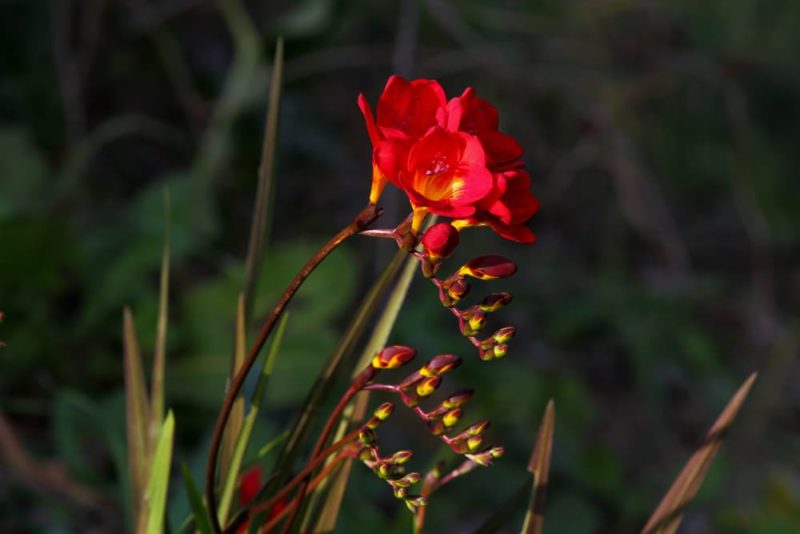 18 Distinct Freesia Varieties | Horticulture Magazine