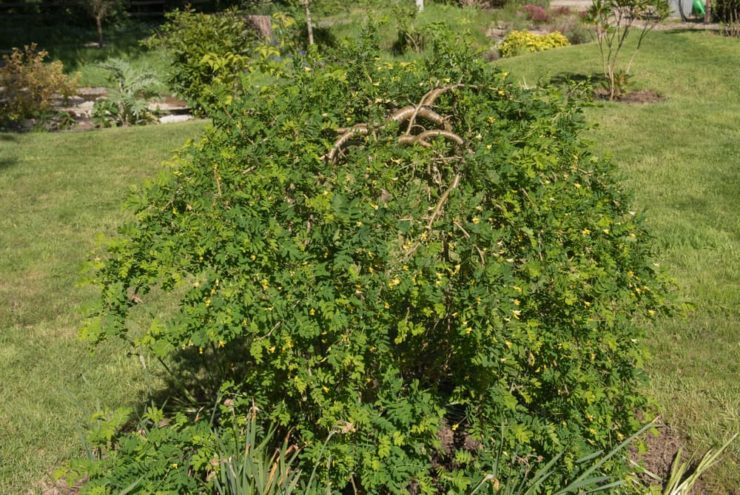 Caragana: Where And How To Grow The Incredibly Hardy ‘Siberian Peatree ...