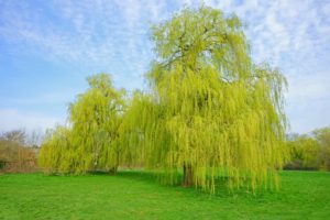 11 Willow Varieties With Interesting Attributes And Habits - Some Can ...