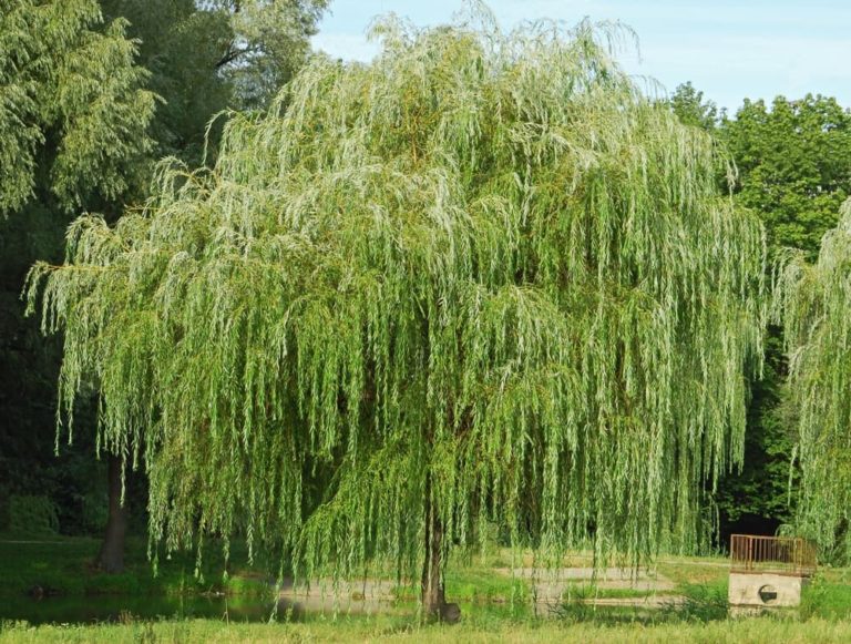 How To Grow A Willow Tree - 'The Need For Moist Soil Should Not Be ...