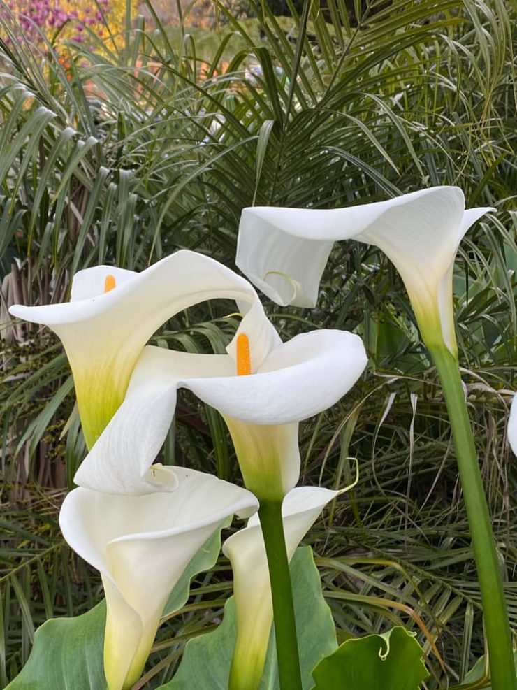 20 Gorgeous Arum Lily Varieties | Horticulture.co.uk