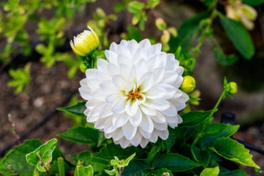 11 Pure White Dahlia Types Featuring Florist Georgie Newbery ...