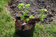 How To Get Abundant Yields From Gooseberry Shrubs Grown In Pots (With ...