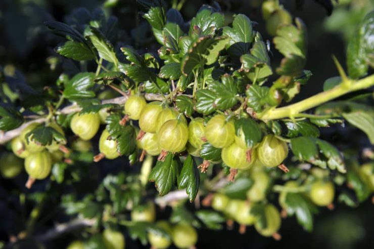 All Gooseberry Bushes Require Proper Maintenance - Learn How In This ...