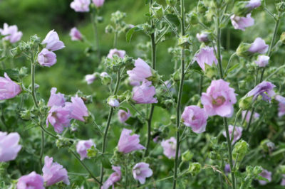 14 Colourful Lavatera Varieties | Horticulture Magazine