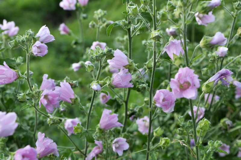 14 Colourful Lavatera Varieties | Horticulture Magazine