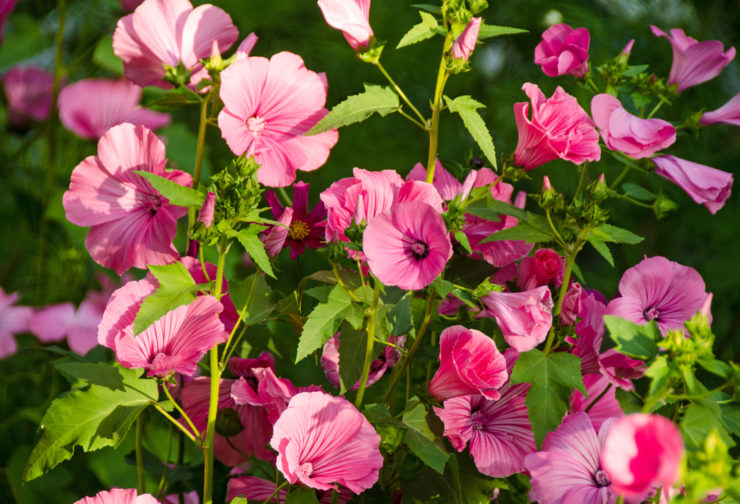 Growing Lavatera (Tree Mallows) In Pots | Horticulture.co.uk