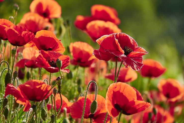Poppy Plant Care Needn't Be An Exact Science, But These Tips Can Help ...