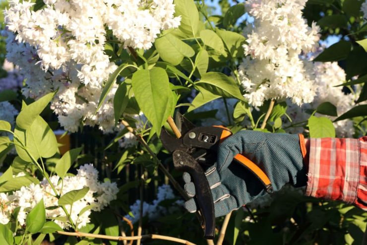 Regular Rejuvenation Pruning Helps Prevent Lilac Becoming Unsightly And ...