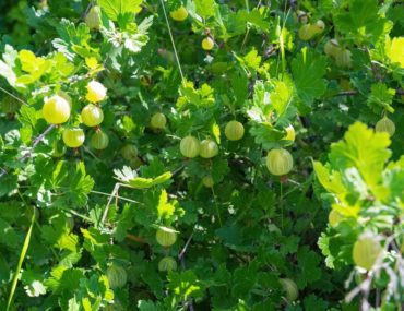 Prune Gooseberry Bushes Like This To Produce A Much Bigger Crop Overall ...