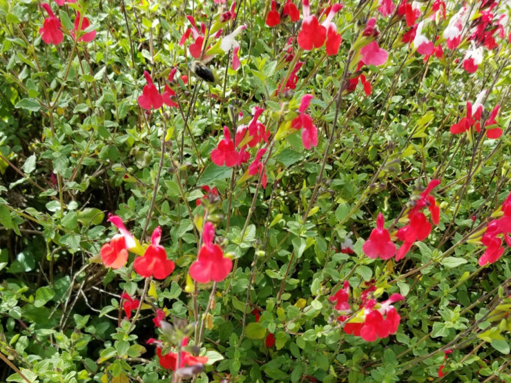 Salvia ‘Hot Lips’: Here's Where Experts Say To Plant Yours For Optimal ...