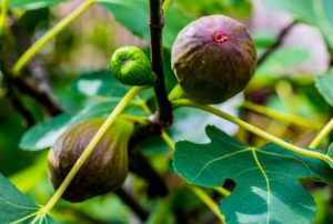 How To Grow & Care For A Fig Tree | Horticulture.co.uk