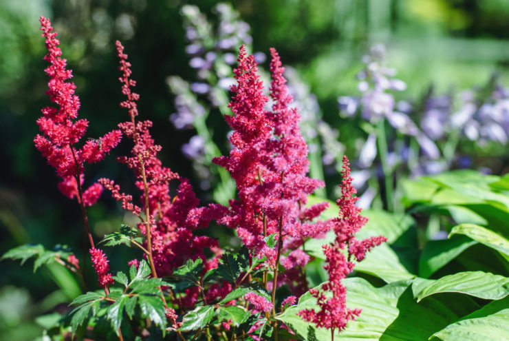 Growing Astilbe In Pots? Stick To Smaller Types Says This ...