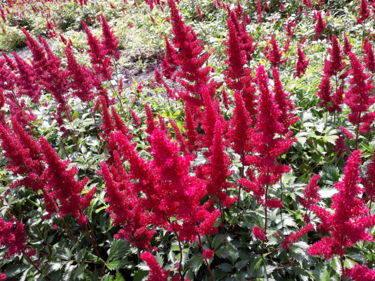 10 Perfect Astilbe Varieties For The Garden | Horticulture.co.uk