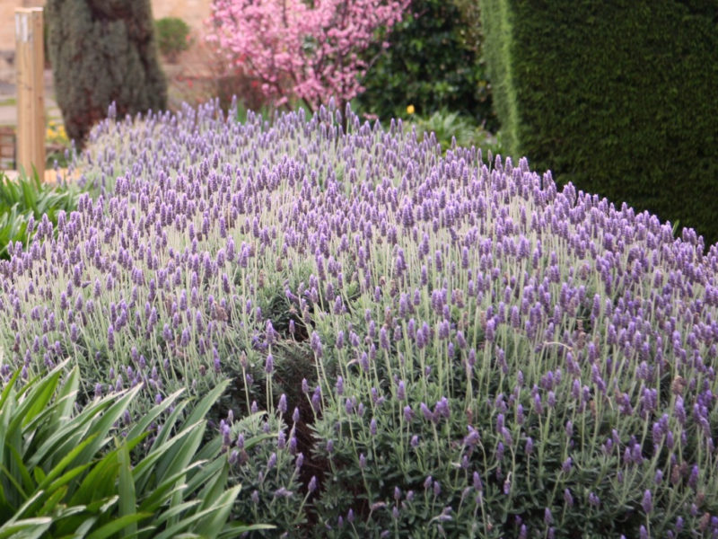 How To Plant A Lavender Hedge | Horticulture.co.uk
