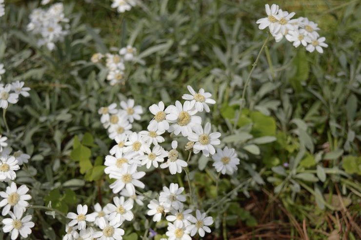 These 15 Self-Seeding Yarrow Varieties Are A Dream For Organic ...