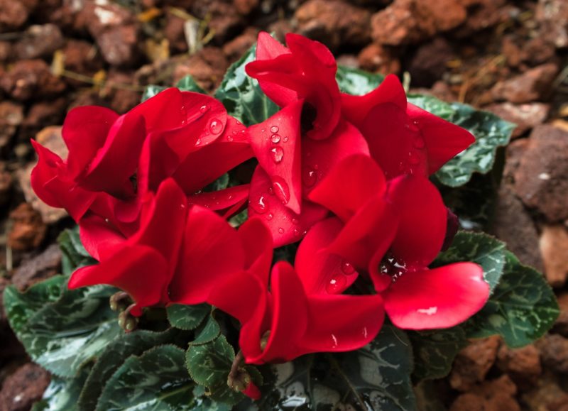8 Ravishing Red Cyclamen Varieties Including Elizabeth Waddington's ...