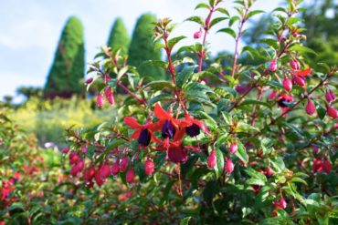 Hardy Fuchsia Societies Share Their Growing Tips For Getting The Most ...