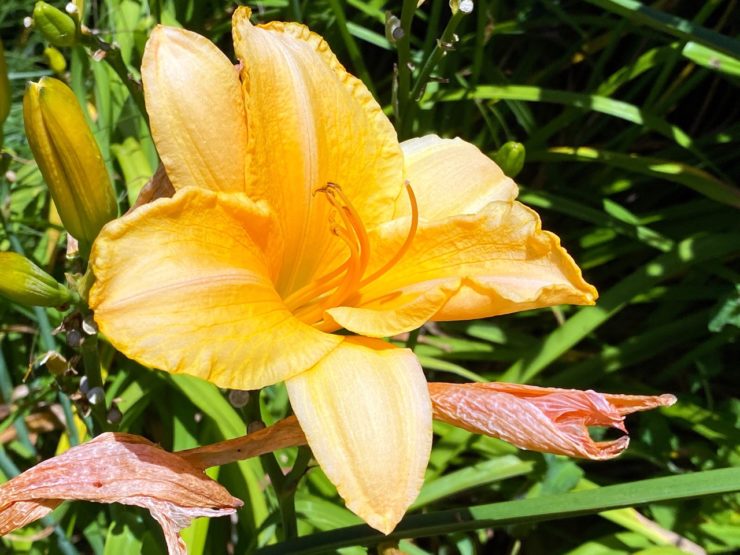 Daylilies Are Suitable For Pot Growing, But They'll Need Extra Care And ...