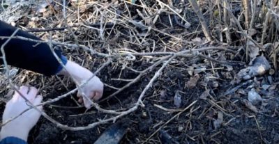 You Can Use Layering Or Hardwood Cuttings To Propagate Gooseberry ...