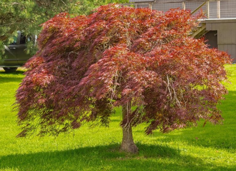Maple Society Chairman On 3 Issues That Are Common With Acer Plants ...