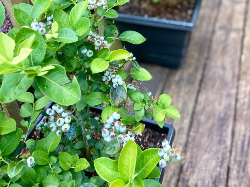 Grow Blueberries In Pots To Help Create The Perfect pH And Moisture ...