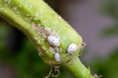 Sap-Sucking Mealybugs Distort Plant Growth - Here Are Treatment And ...