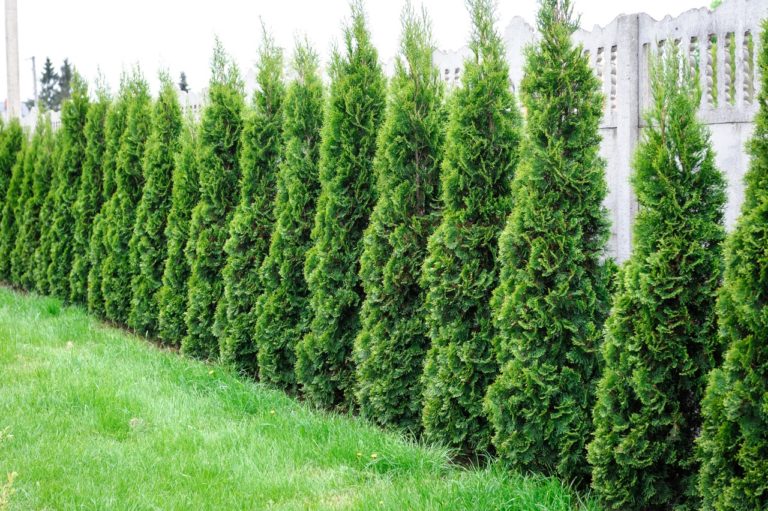 Arborvitae 'Thuja' Care & Growing Tips | Horticulture.co.uk