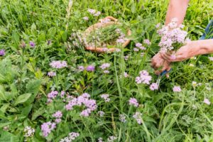 Yarrow Is Fairly Low-Maintenance, But Cutting Back Before The Growing ...