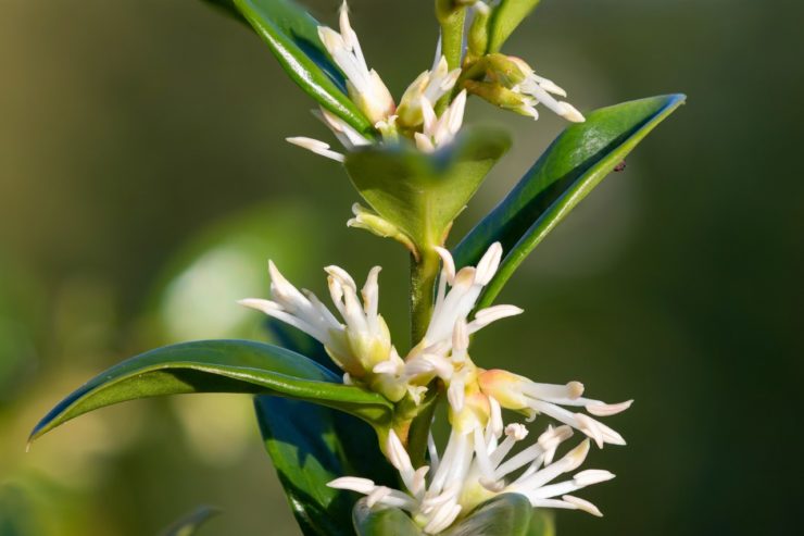 Grow Sweet Box For Winter Interest In The Colder Months ...