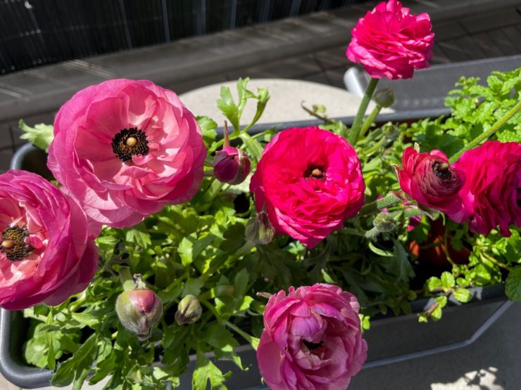 Why Ranunculus Grow Best In Containers: They Love Free Draining ...