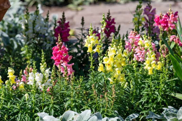 Why You Should Be Deadheading Snapdragons Throughout Their Flowering ...